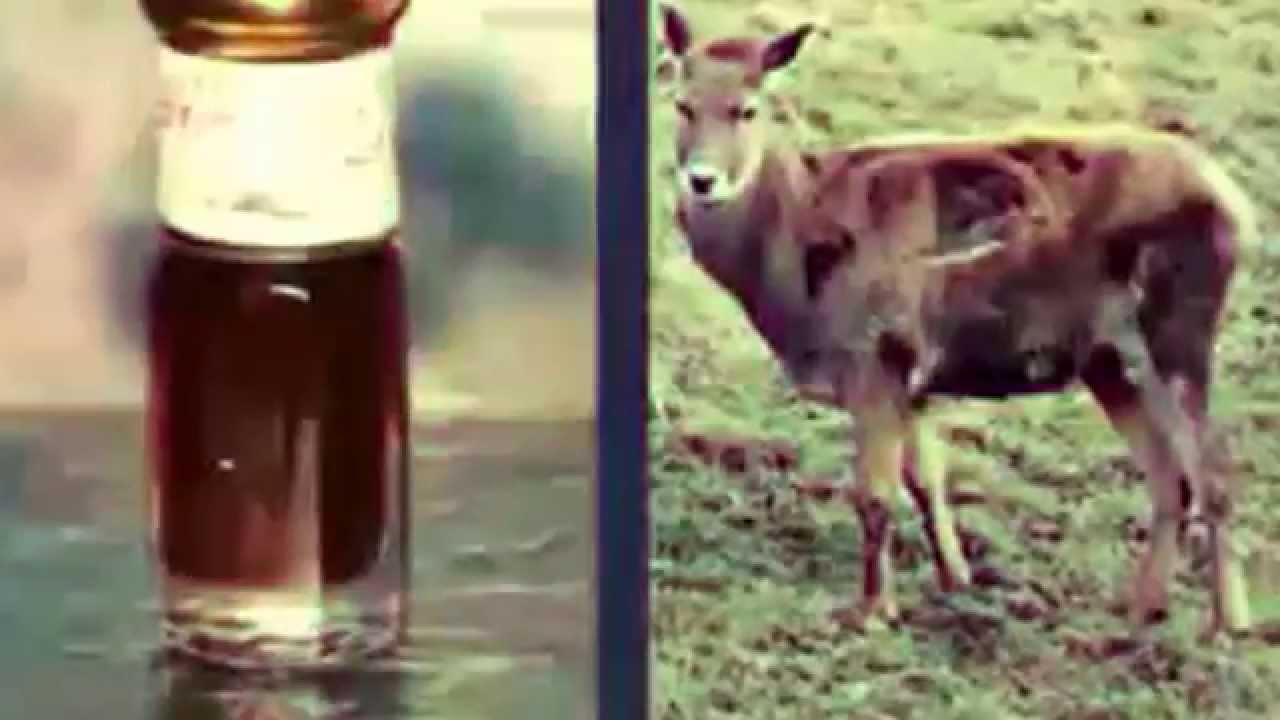 Oct 8, 2015 - YouTube