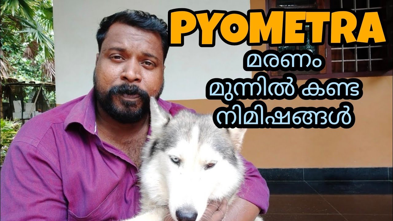 What Are The Signs Of Pyometra In Dogs