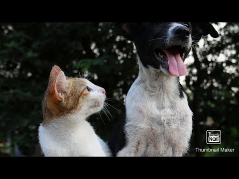 the wackiest animals moments caught on camera - YouTube