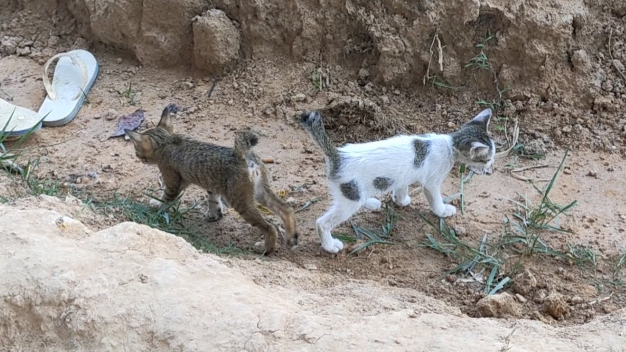 The happiness of the two kittens ! Poor Kittens videos - YouTube