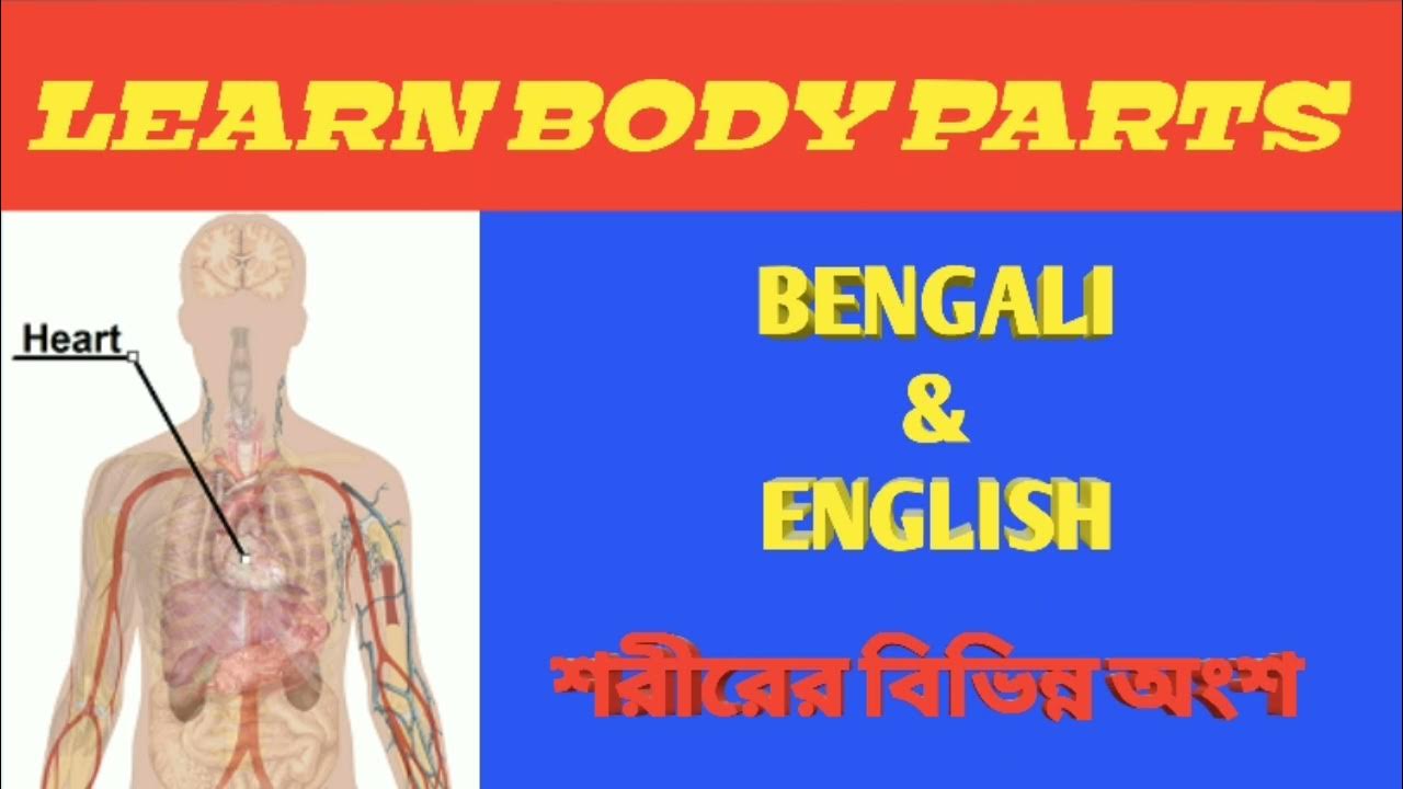 Learn Human Body Parts Name learn-human-body-parts-name