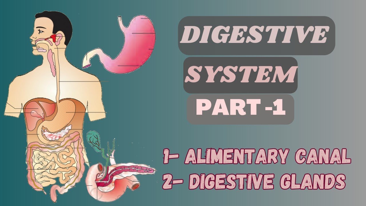 Human Digestive System || Human Anatomy and Physiology || B Pharm || D ...