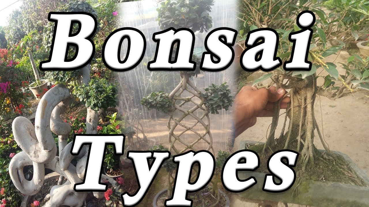 Bonsai Plants Different Styles and Shapes "Pattoki plants" - YouTube