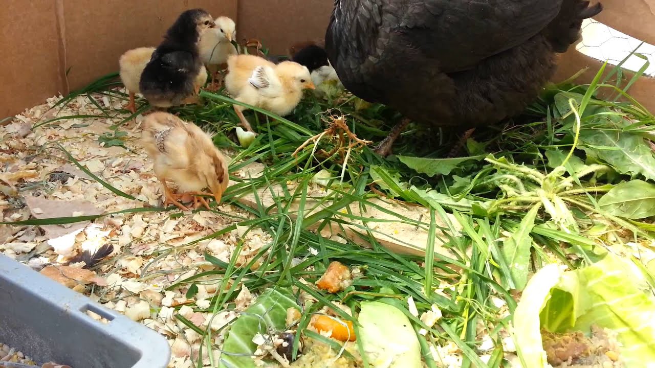 Pollitos comiendo con su madre - YouTube