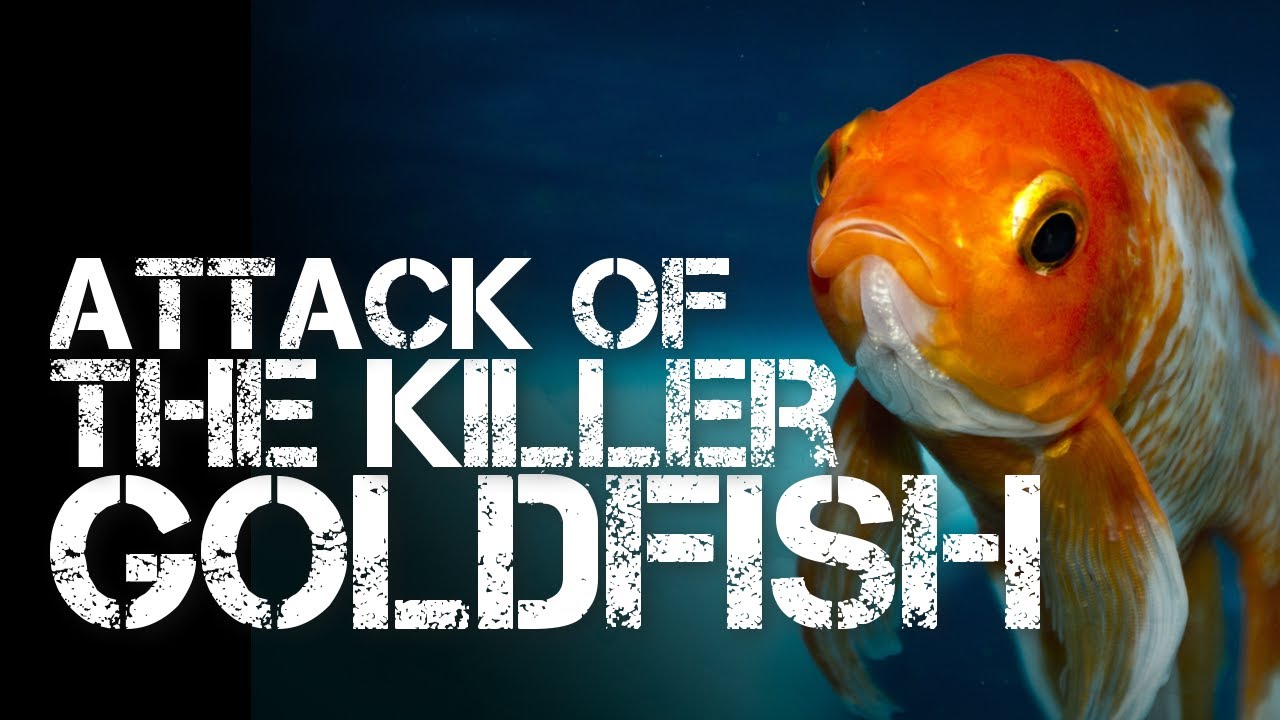 Attack of the Killer Goldfish: Case study applying the method - YouTube