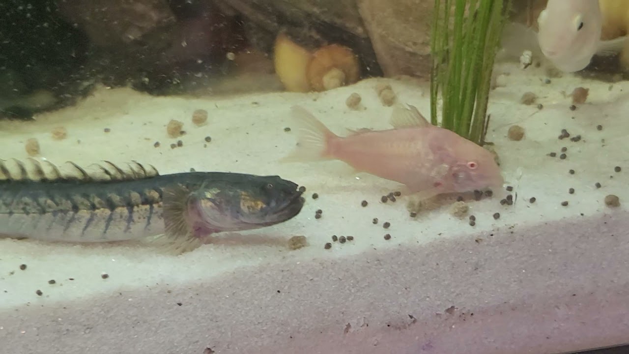 Young Dragon Goby, aka Violet Goby. feeding time. - YouTube