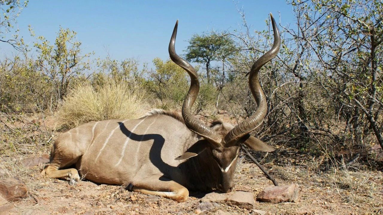 NAMIBIE DORDABIS - YouTube