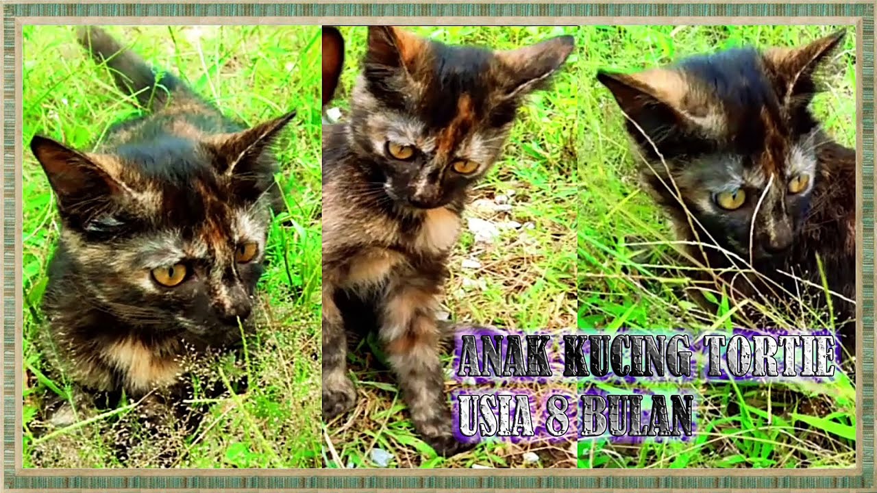 ANAK KUCING TORTIE USIA 8 BULAN - YouTube