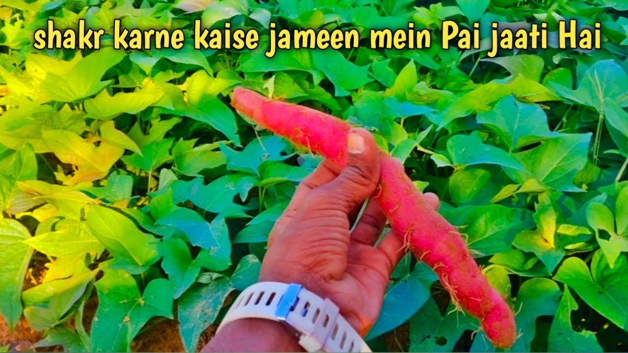 shakr karne kaise jameen mein Pai jaati Hai - YouTube
