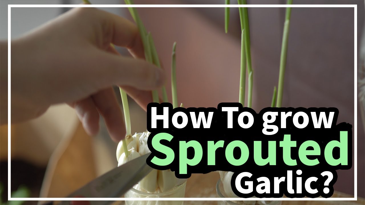 How to grow sprouted garlic - YouTube