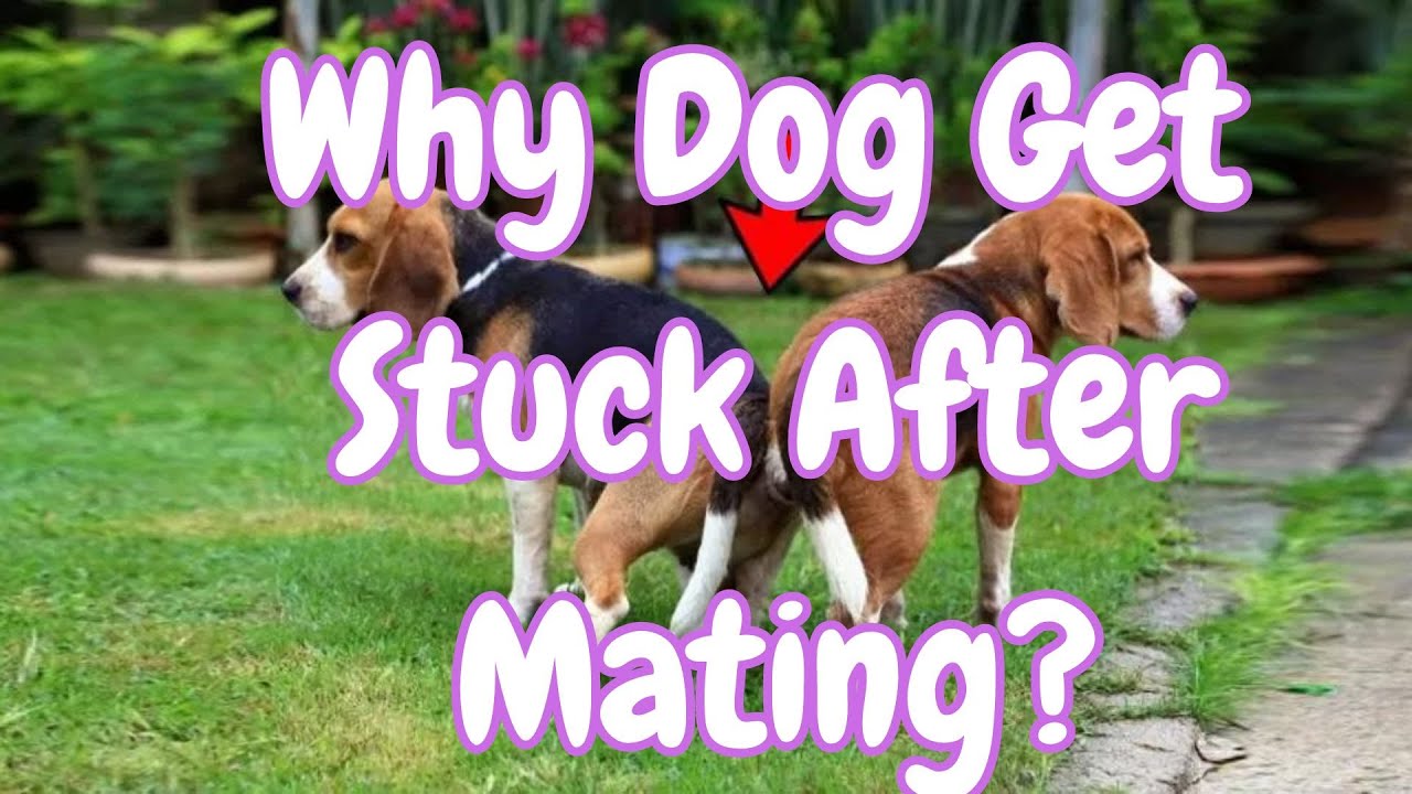 Why Do Dogs Get Stuck After Mating? (2024)||Dog breeding| - YouTube