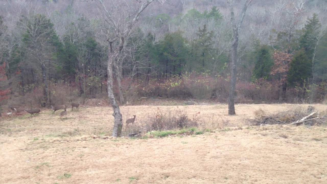 Deer Tag ~ Who Knew They Played Games! - YouTube