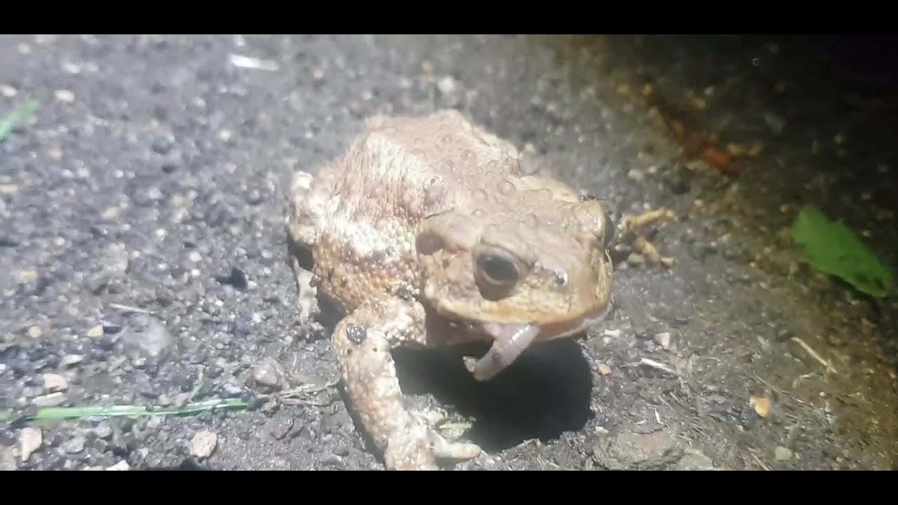 Toad eating a worm - YouTube