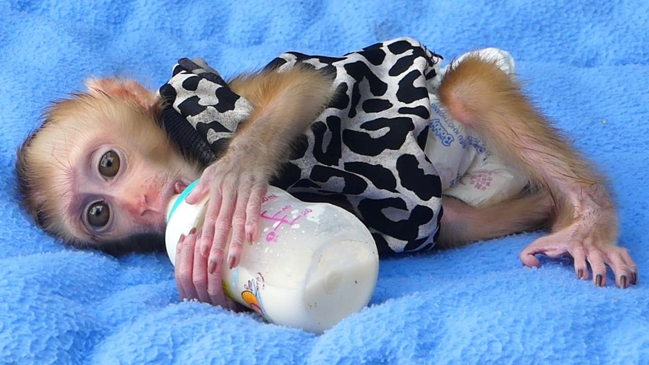 Most Adorable Pruno Extremely Content Drink Milk From A Huge Bottle ...