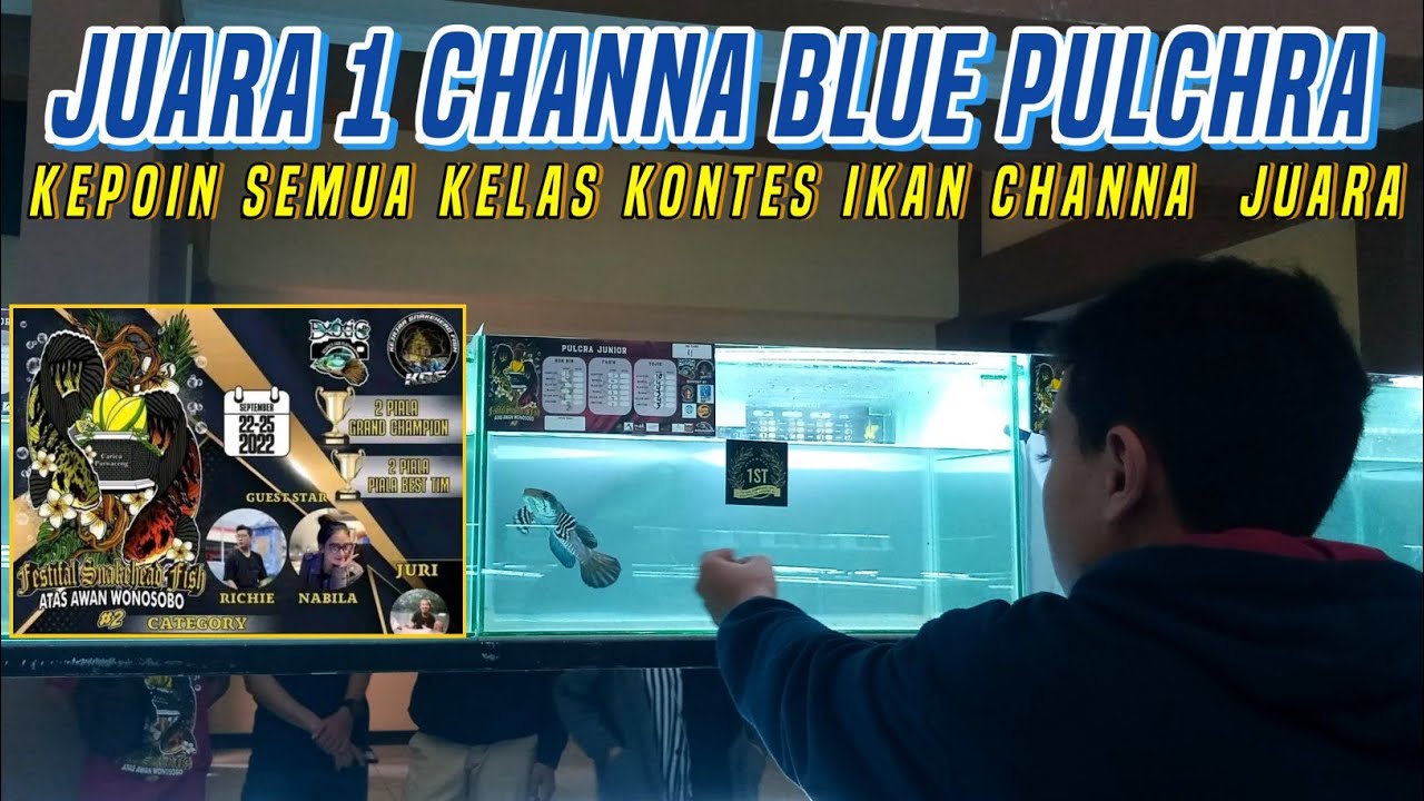 IKAN IKAN JUARA || Festival Snakehead Fish Atas Awan Wonosobo #2 - YouTube