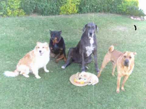 FAREWELL Python & Cougar - YouTube