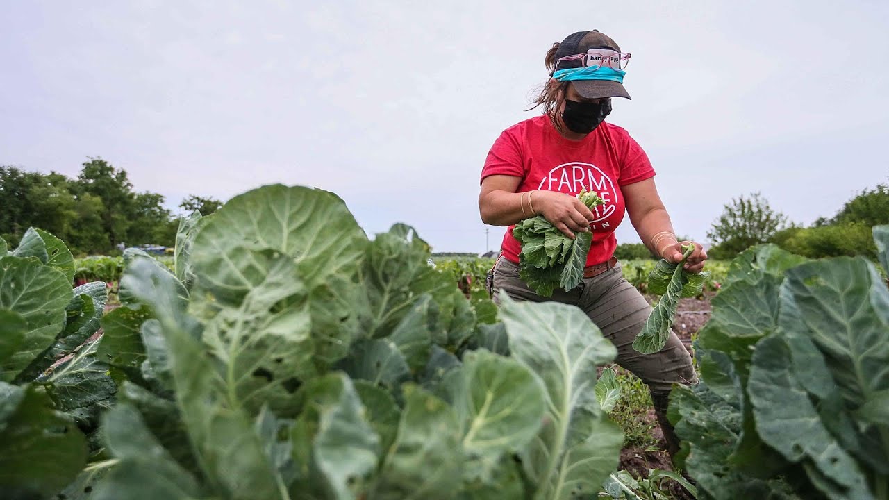 Austin farm serves the most vulnerable due to the COVID-19 pandemic ...