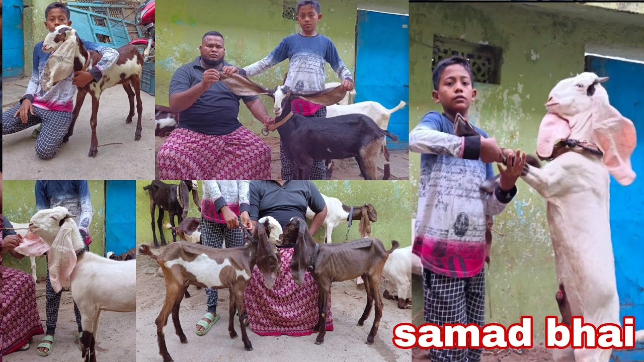 Hyderabad goat A1 quality kids breadline female sale @sohailgoatfarm ...
