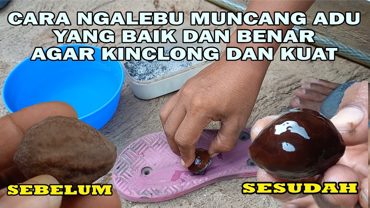 CARA NGALEBU MUNCANG ADU AGAR CEPAT KINCLONG DAN KUAT || TIPS MERAWAT ...