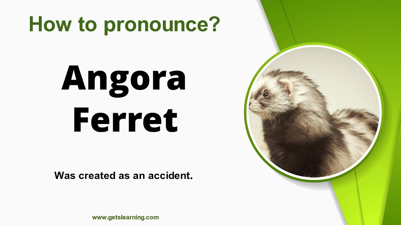 How to pronounce (Angora Ferret) Correctly in English - YouTube