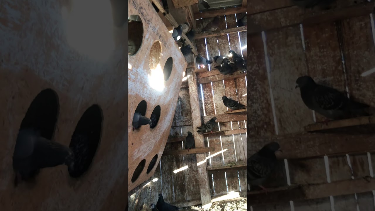 Porumbei obișnuiți Gutani ( ganjoi ) - YouTube