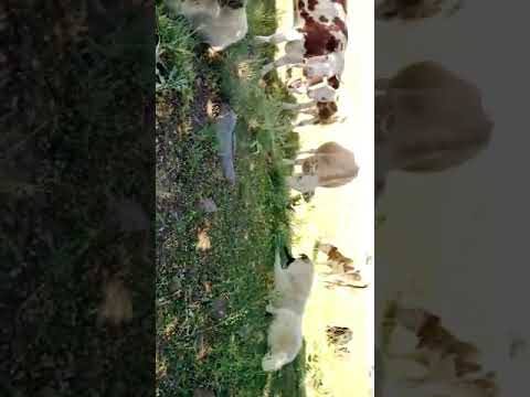 Kangal saldırısı!
