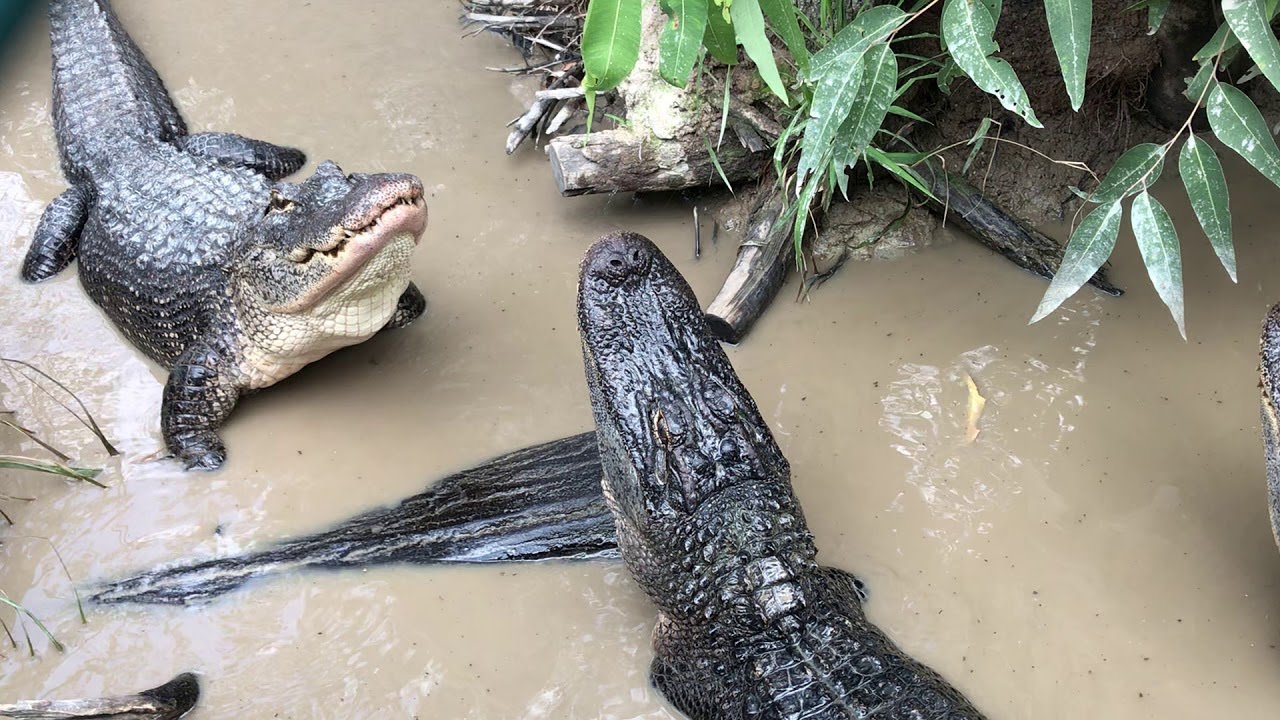 Fierce Alligators Bellow at Each Other || ViralHog - YouTube