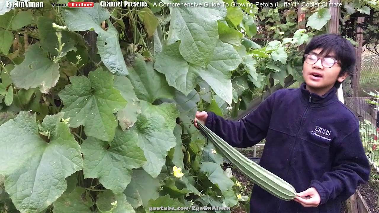 Petola (Luffa Gourds): A Guide To Growing Exotic Tropical Vegetables In ...