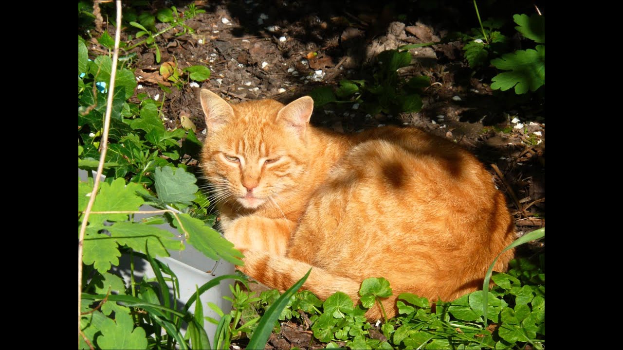 CHAT ROUX FRANCAIS RONRONNE, MIAULE, CHANTE./// FRENCH RUSSET CAT PURR ...