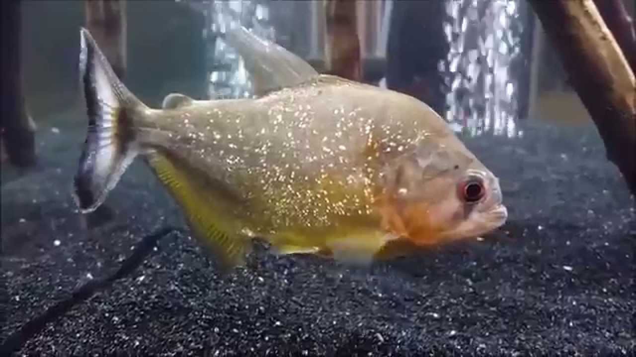 Gold Spilo Maculatus Piranha Aquarium - YouTube