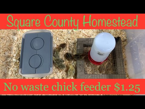 Cheap and quick no waste chick feeder. - YouTube