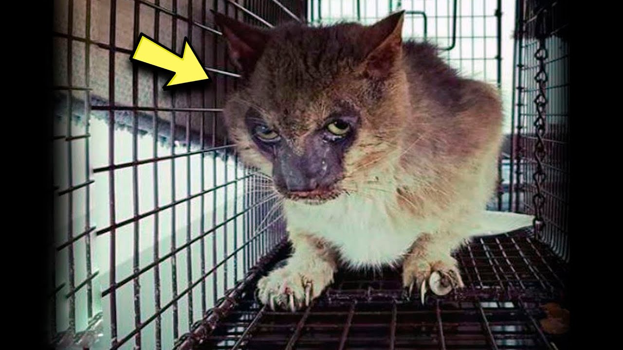 Breeders Decided That This Cat Was Born With Defects And Threw Him Out ...