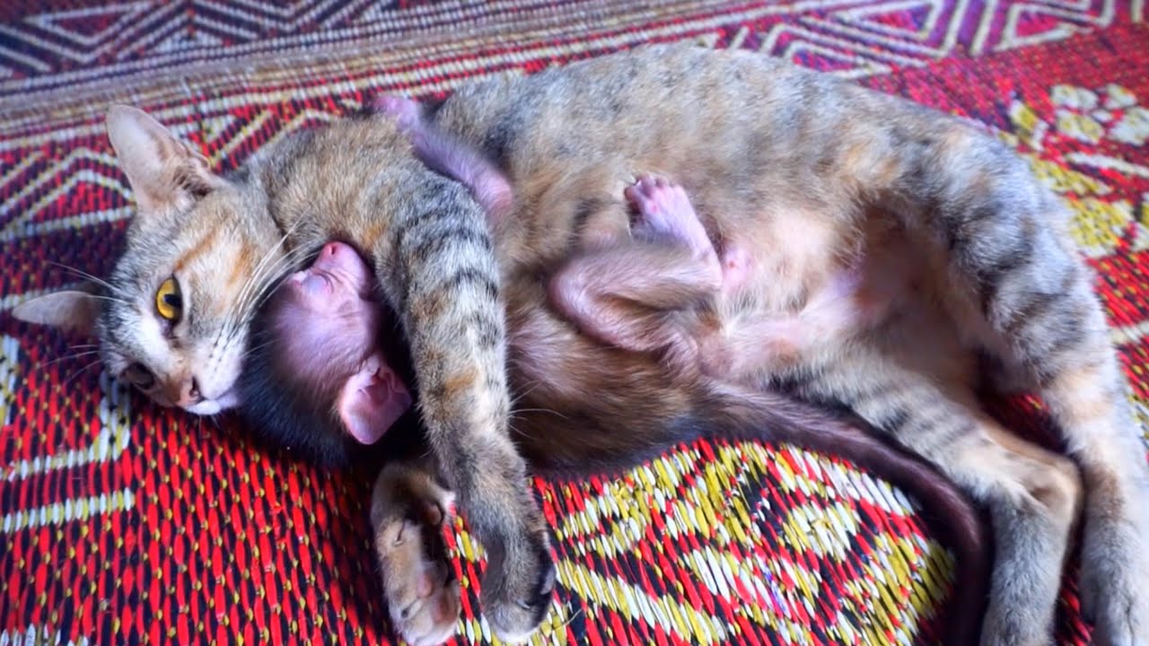 female cat nursing baby monkey. monkey #Amo - YouTube