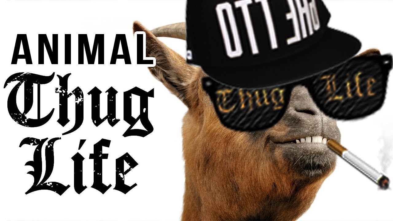Best Animal Thug Life Compilation 2016 - YouTube