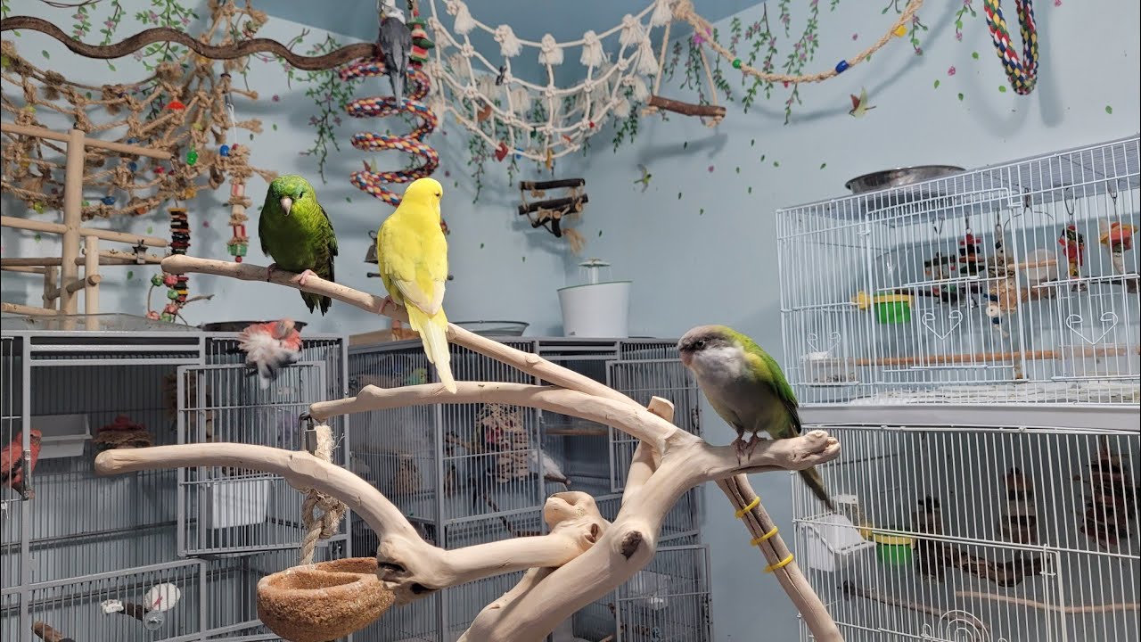 Bird room fun in time lapse | 3Hours into 12 seconds - YouTube