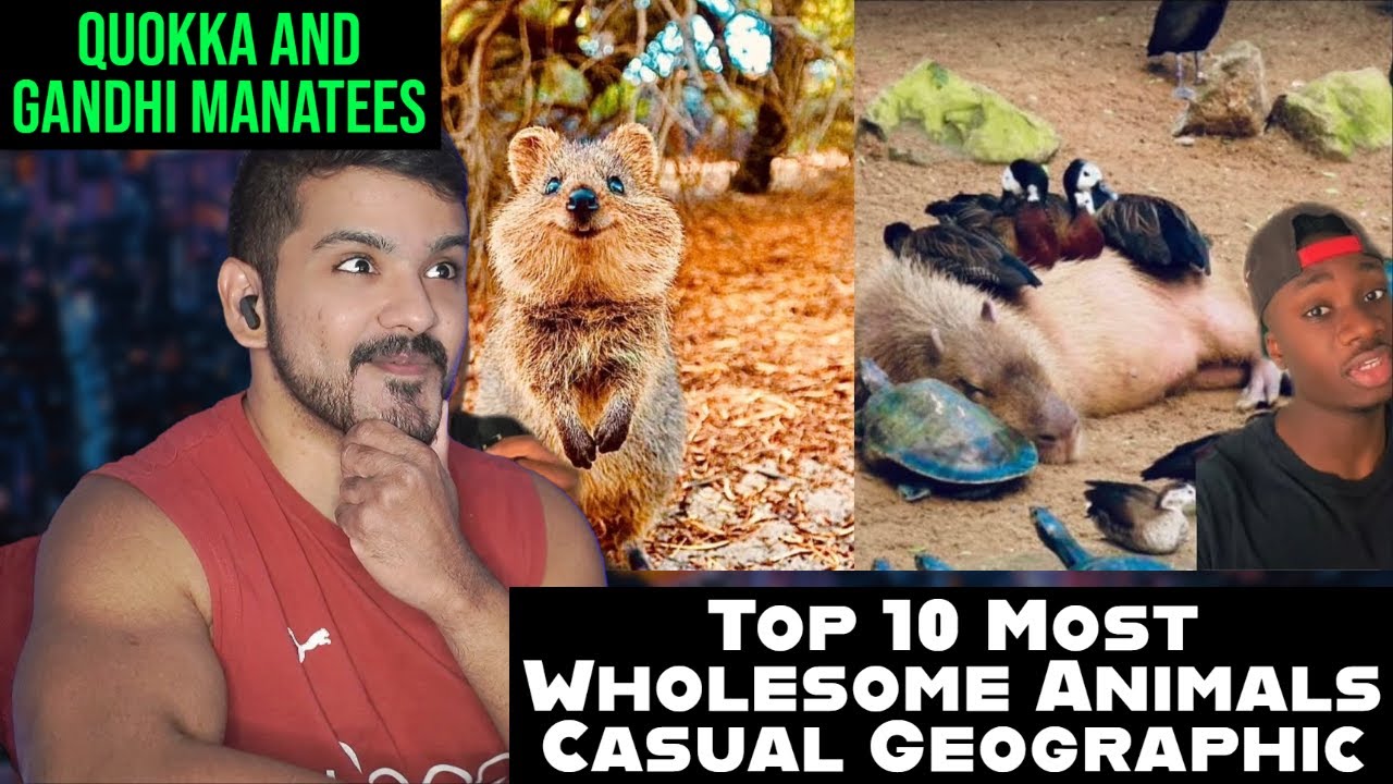 Top 10 Most Wholesome Animals (in my very biased opinion) by casual ...