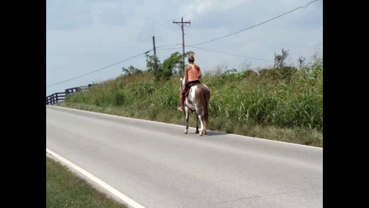 GRANNY SAFE GRAY & WHITE OVERO PAINT JOHN MULE, SHOWN IN RANCH PLEASURE ...