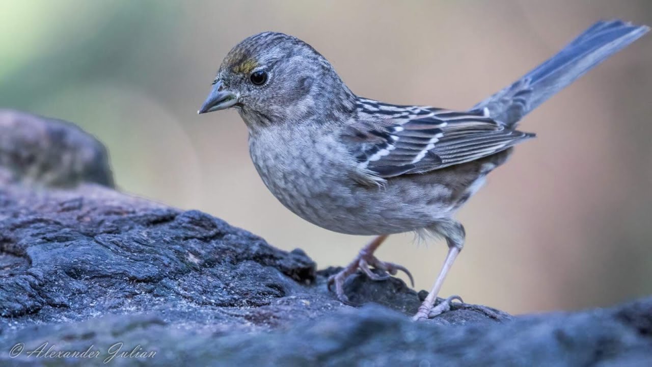 Some Summer and Fall Sparrow Issues - YouTube