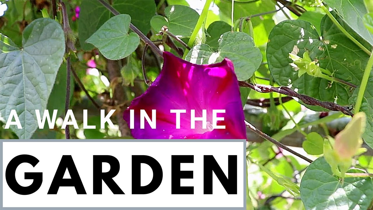 A Walk in the Garden - YouTube