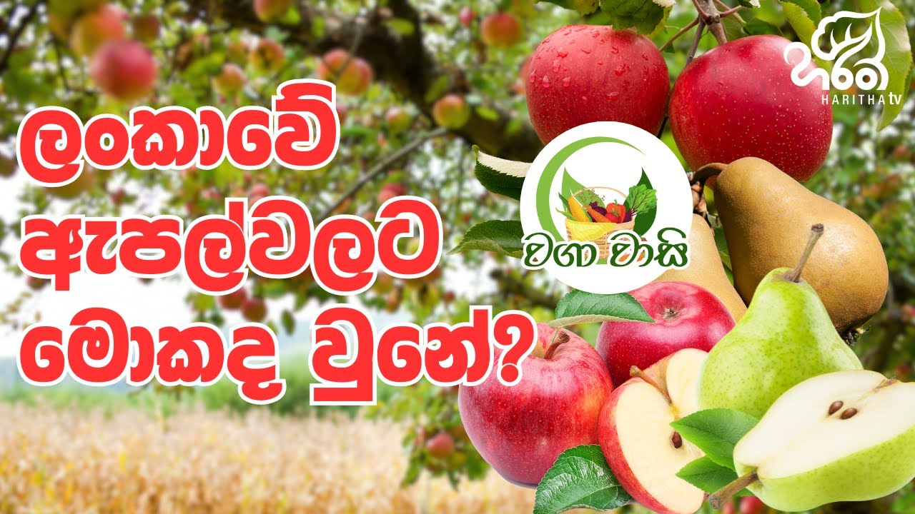ලංකාවේ පෙයාස් වගාව | වගා වාසි | haritha tv | pears | Agriculture - YouTube