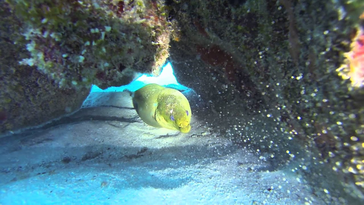 Moray eel hiding under some coral in Cozumel - YouTube