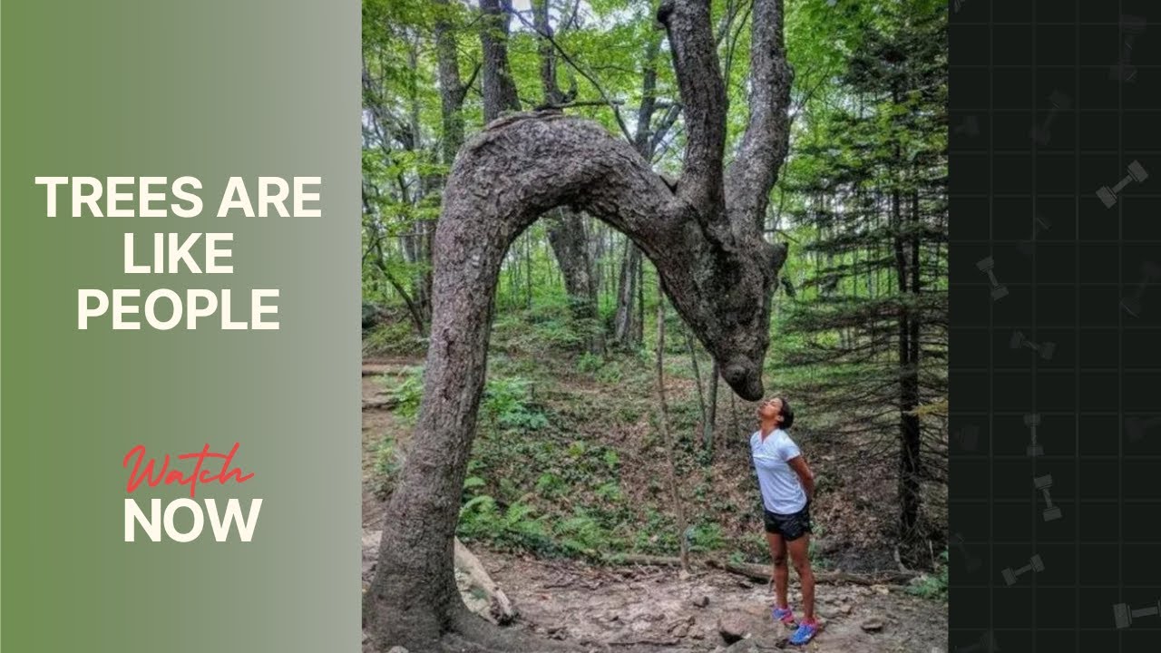 Trees are like people. Telling the stories of trees in a human way ...