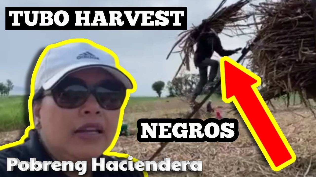 HARVESTING TUBO SA NEGROS | Pobreng Haciendera - YouTube