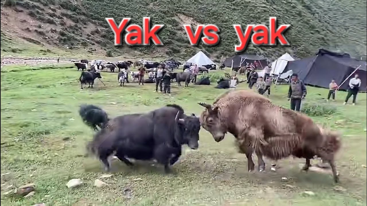 Bast yak vs yak. at Tibet. - YouTube