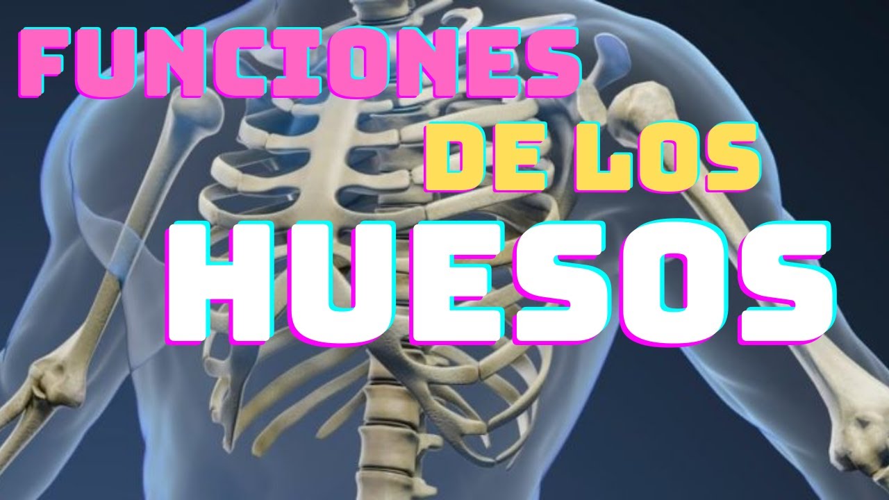 Funciones Del Hueso Biología Youtube