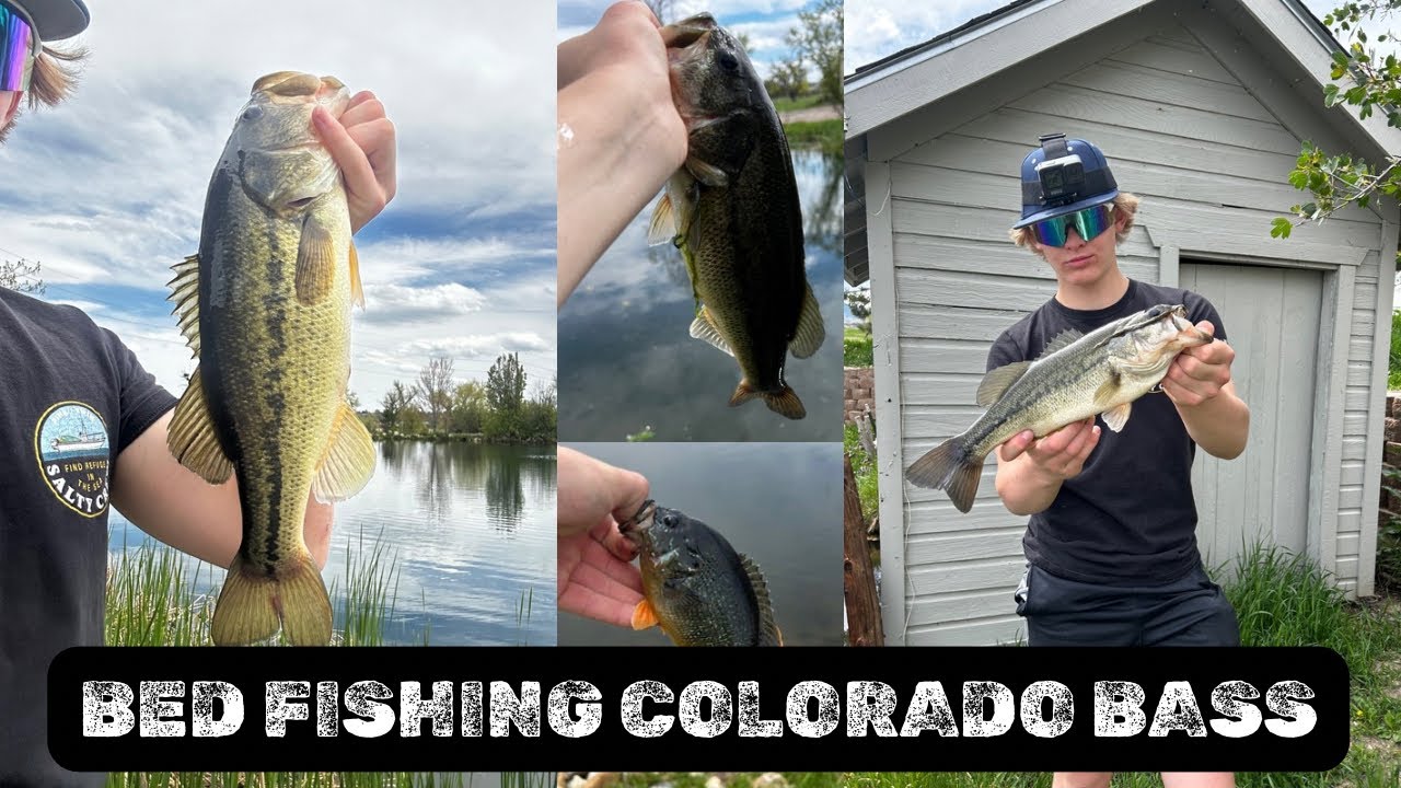 (LARGEMOUTH) BASS FISHING COLORADO DURING THE SPAWN! #colorado #fishing ...