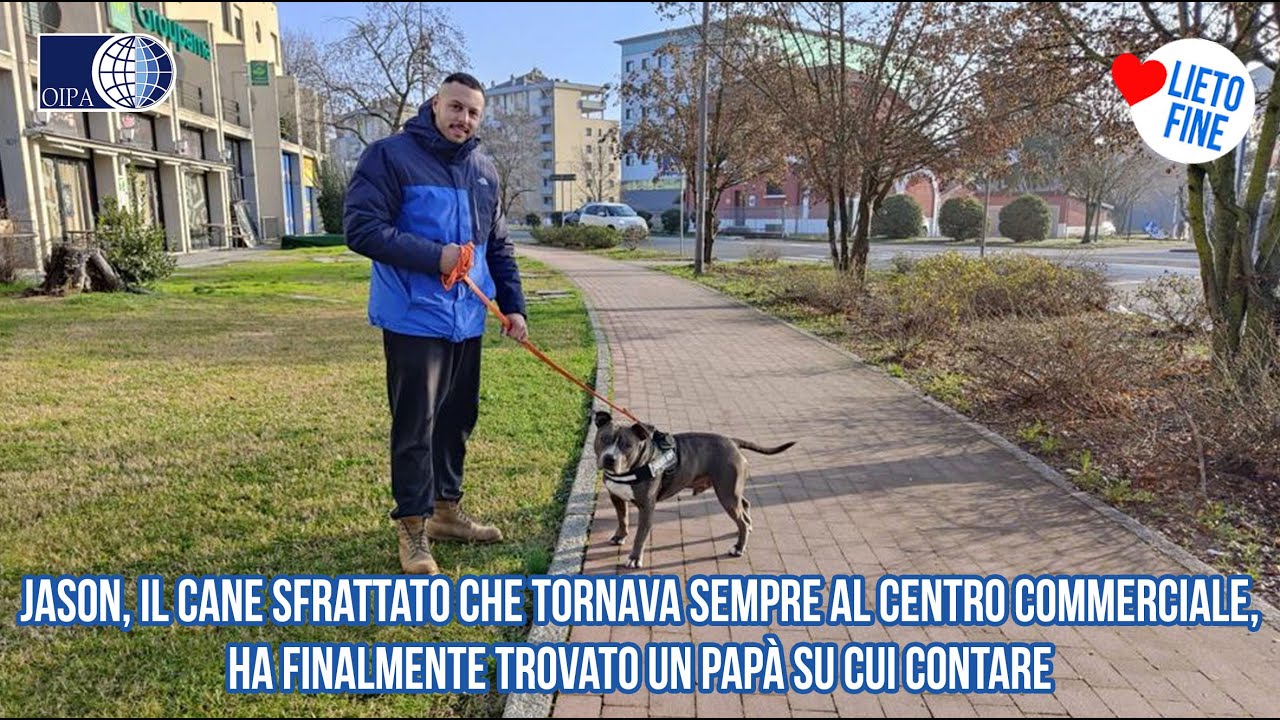JASON, IL CANE SFRATTATO CHE TORNAVA SEMPRE AL CENTRO COMMERCIALE, HA ...