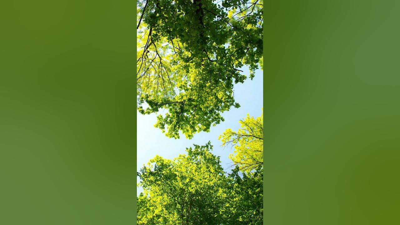 The Perspective of Trees - YouTube