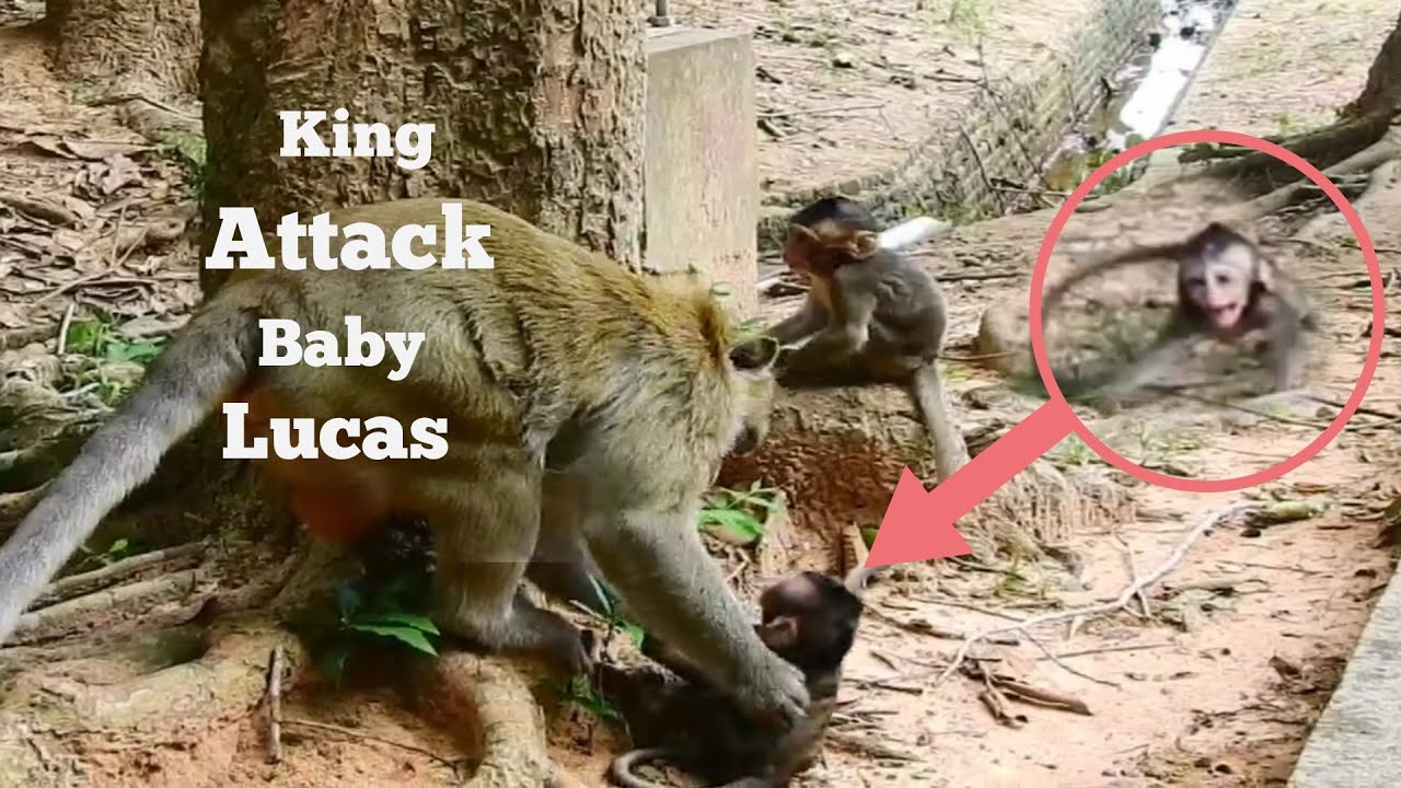 Heart Attack!!, Baby Monkey Shocking Cry Loudly, King Monkey Attack ...