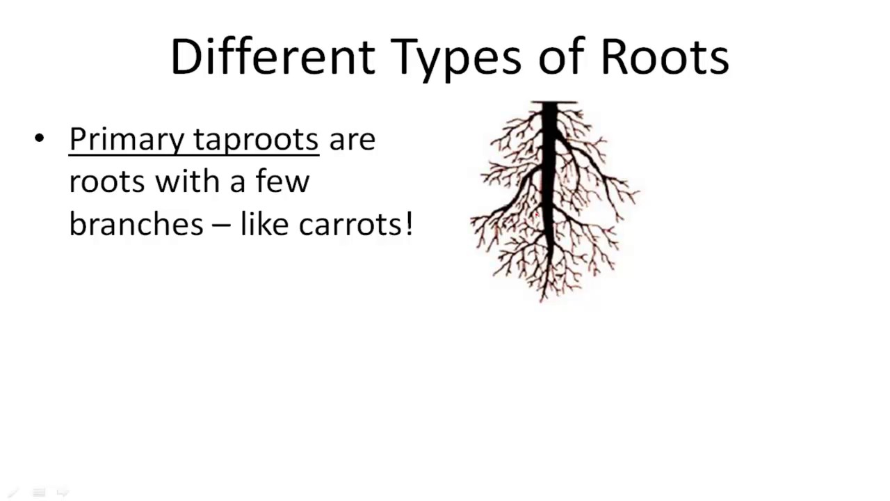 Function And Types Of Roots YouTube function-and-types-of-roots-youtube